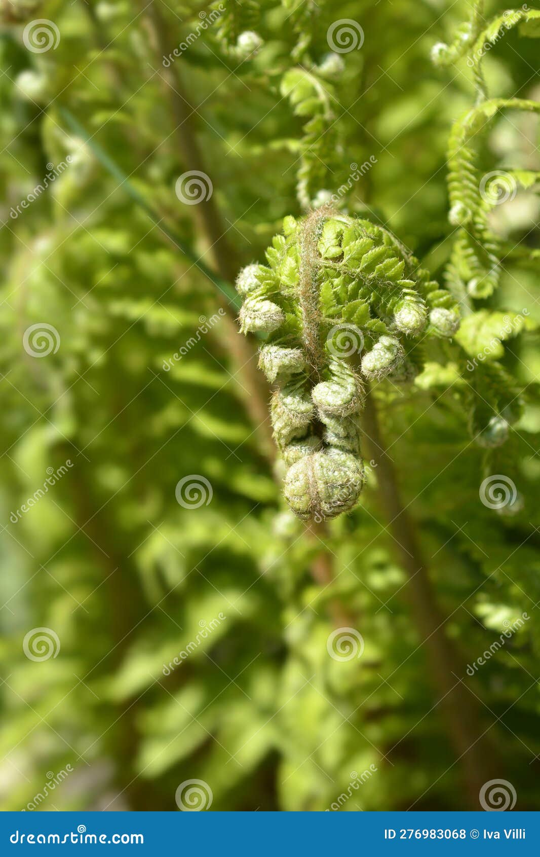 Hard shield-fern stock photo. Image of plant, skield - 276983068