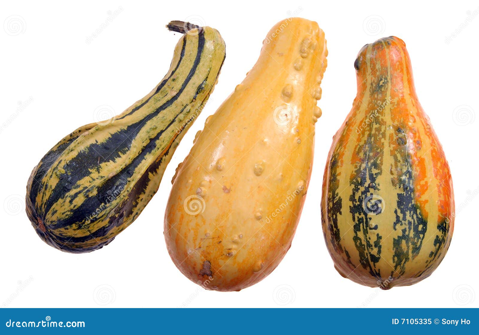 Hard squash stock image. Image of harvest, fruit, october - 7105335