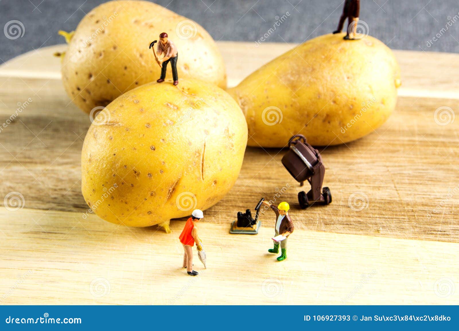Hard Team Working To Make the Best Potato Possible Stock Image - Image ...