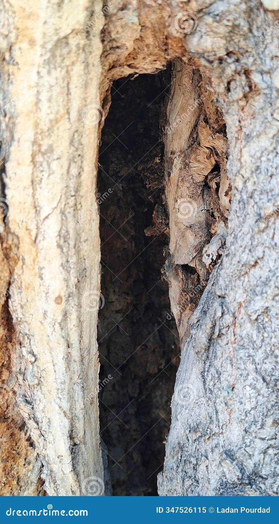 The Hard Texture of a Tree with a Large Hole in Its Trunk. Stock Image ...