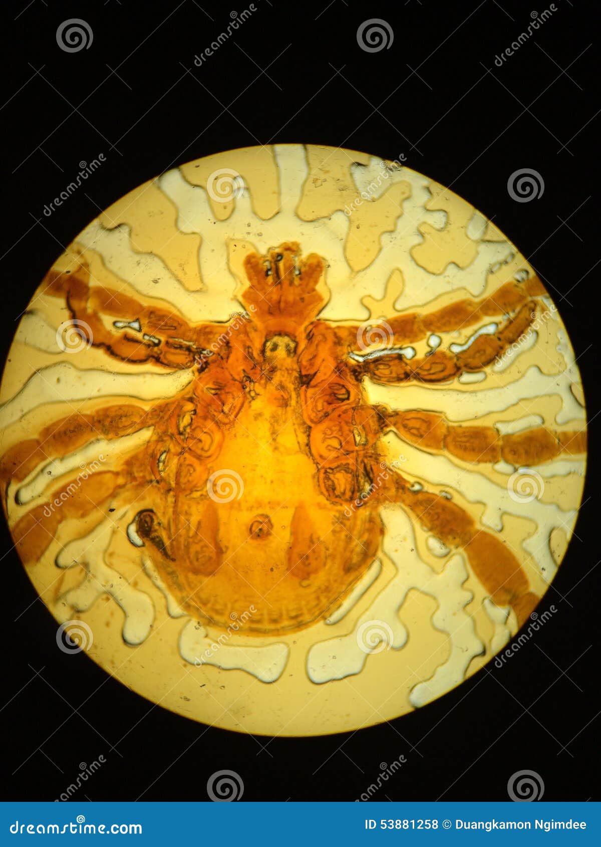 Hard tick editorial stock photo. Image of tick, looking - 53881258