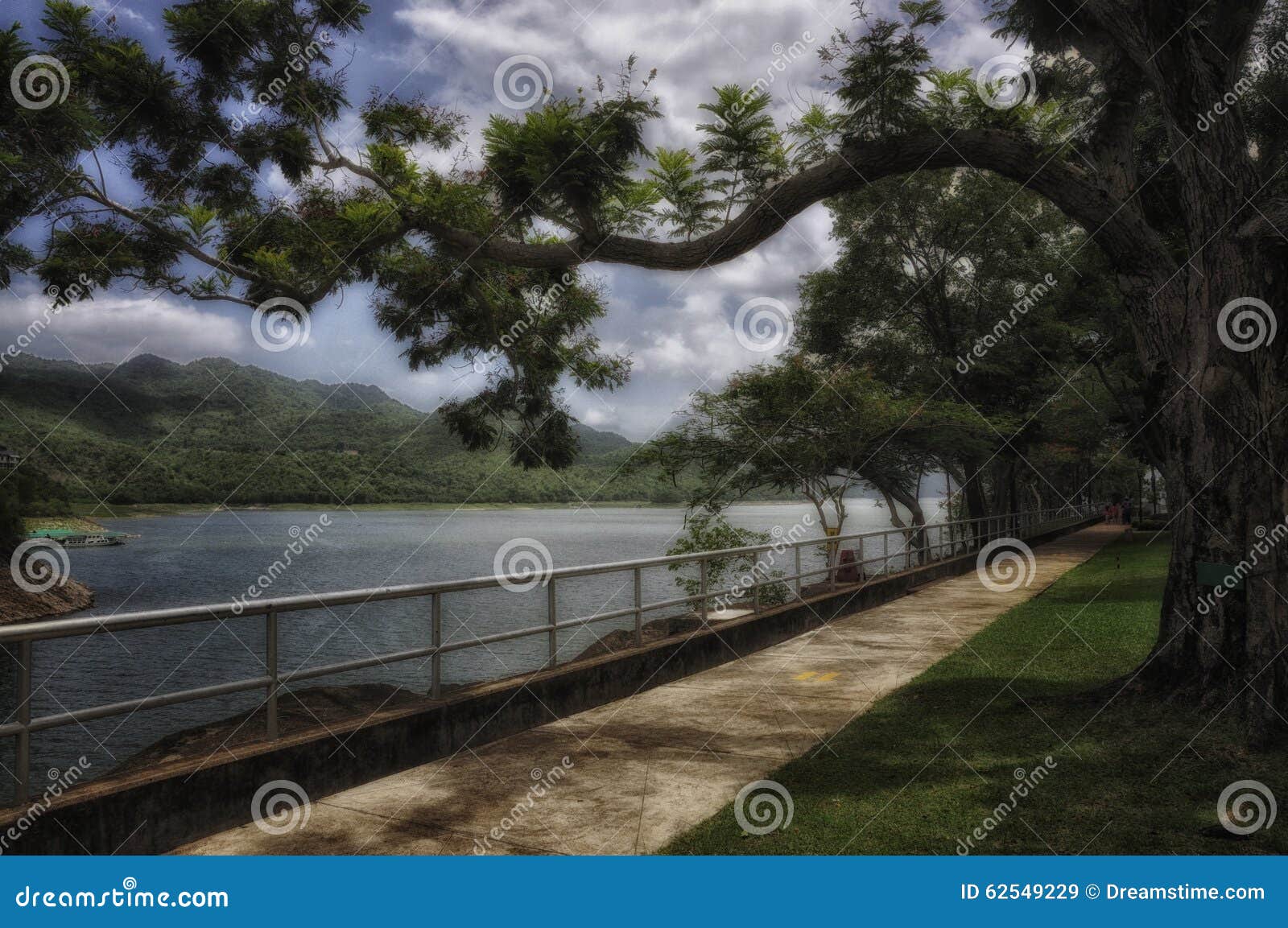 Hard Tree stock image. Image of background, strong, light - 62549229