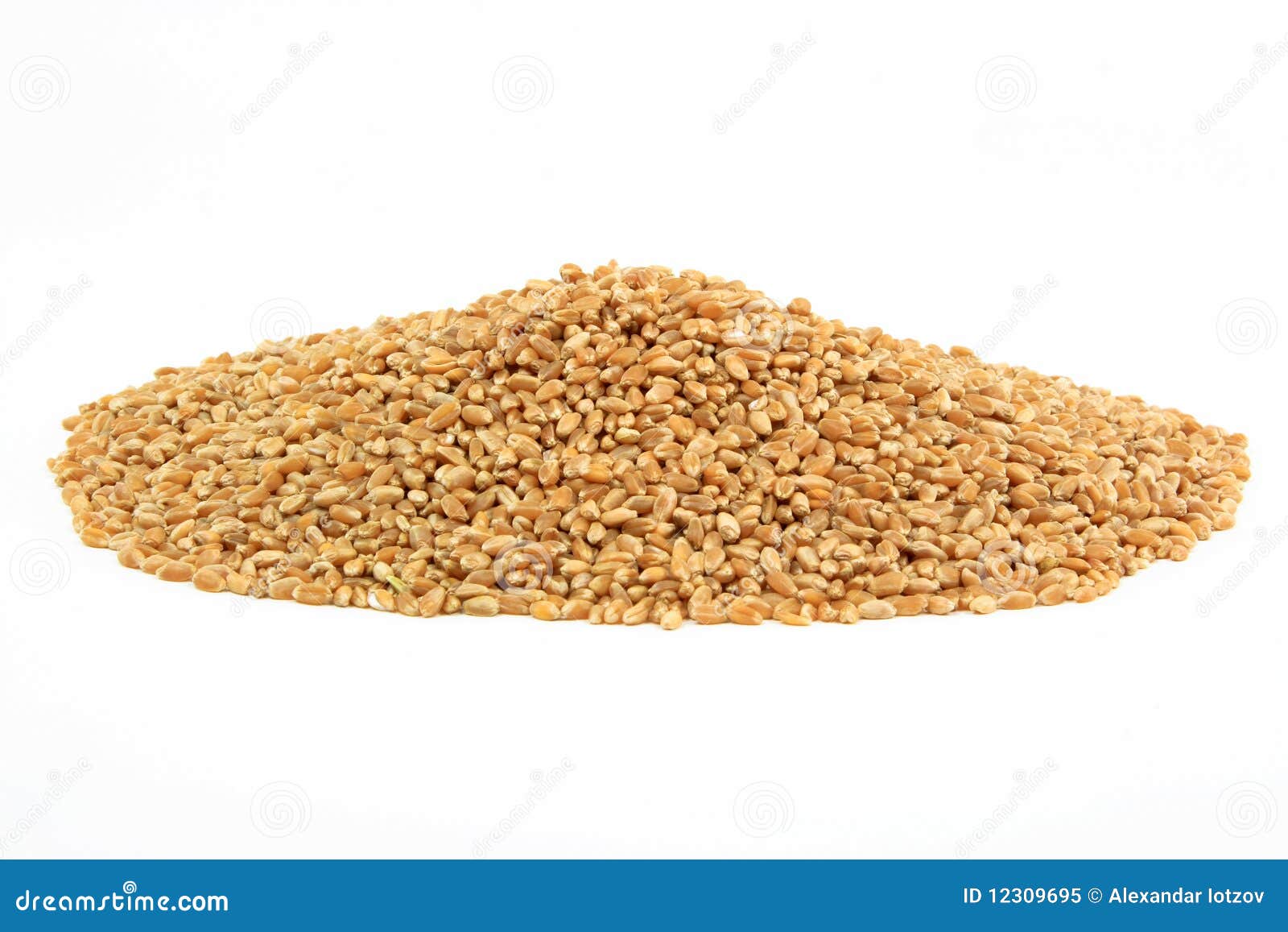 Hard Wheat Kernels. stock image. Image of close, seeds - 12309695