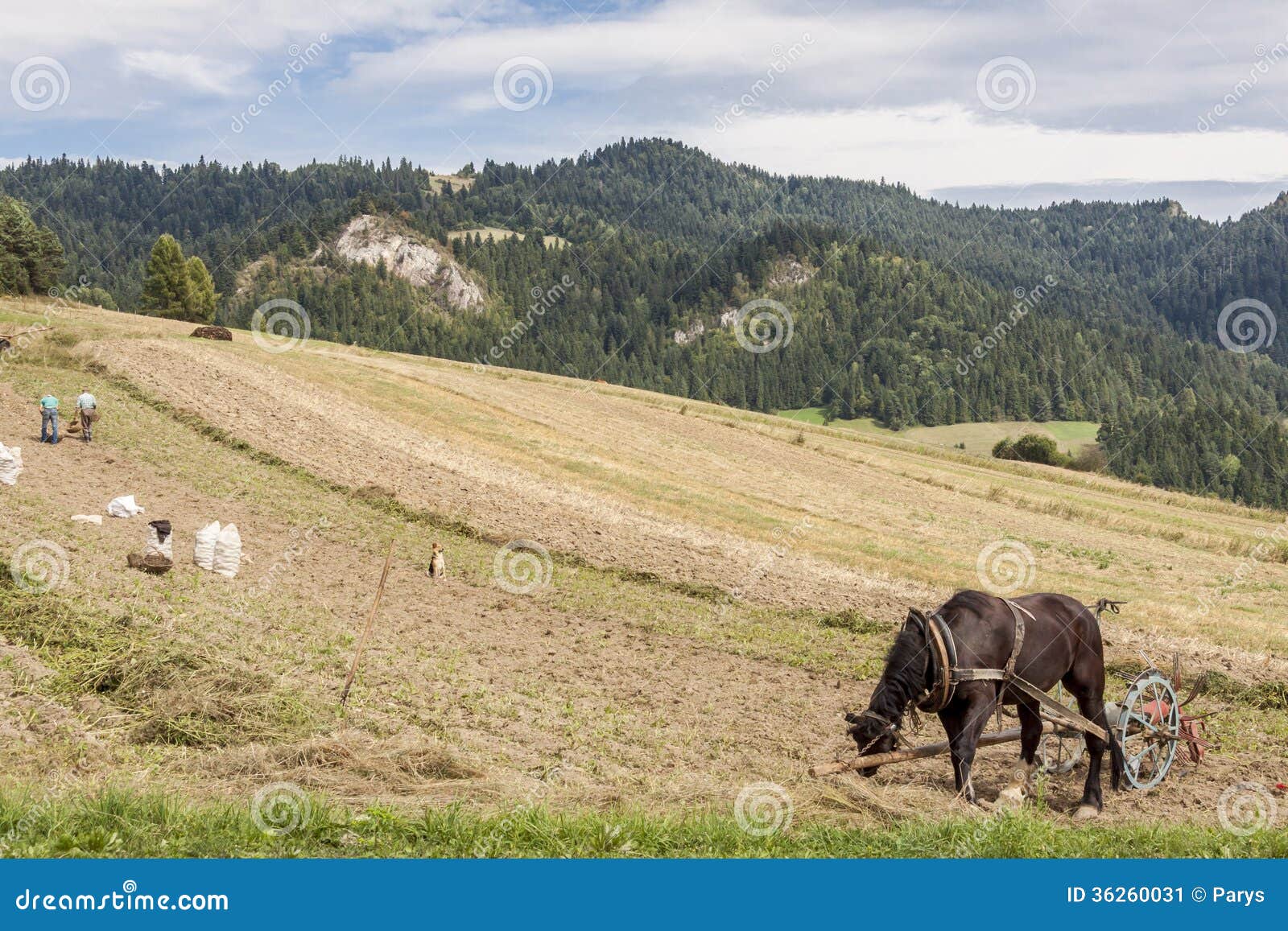 Hard work in field stock image. Image of nature, brown - 36260031
