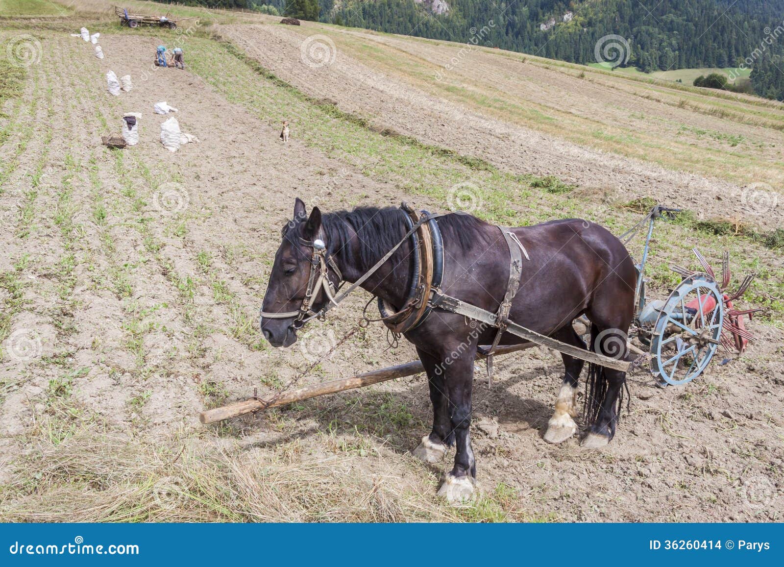 Hard work in field stock photo. Image of meadow, harvest - 36260414