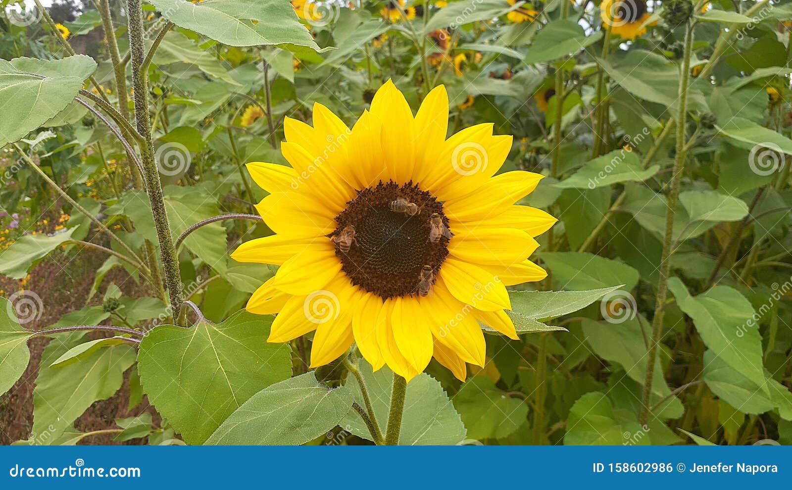 Kelowna Sunflower Or Arrowleaf Balsamroot Balsamorhiza Sagittata - The ...
