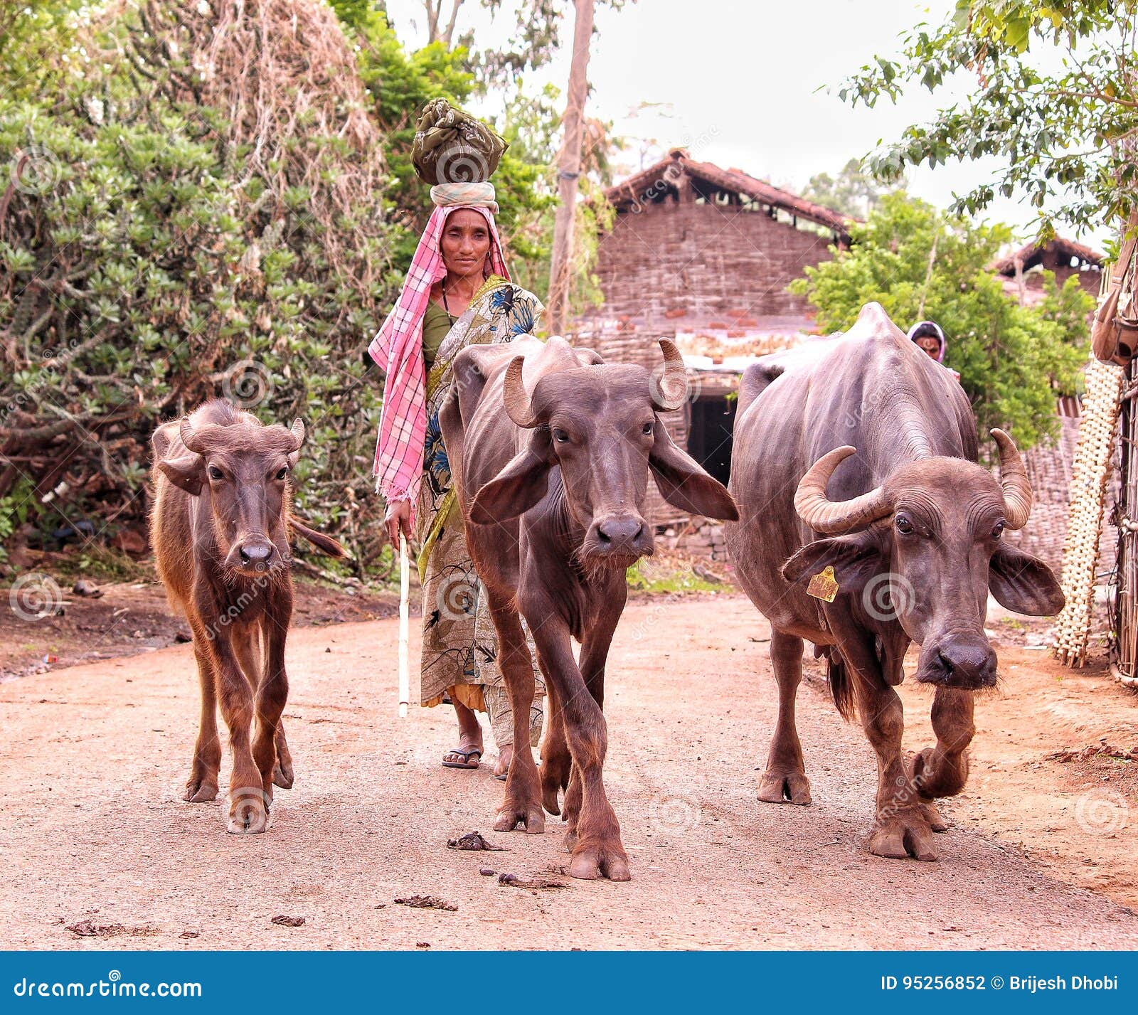 Hard Work Life stock photo. Image of faces, working, canon - 95256852