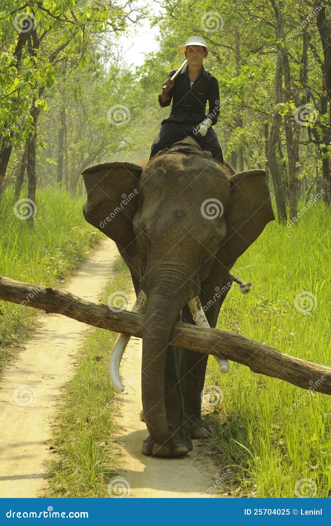 Hard worker stock image. Image of poverty, elephant, huge - 25704025