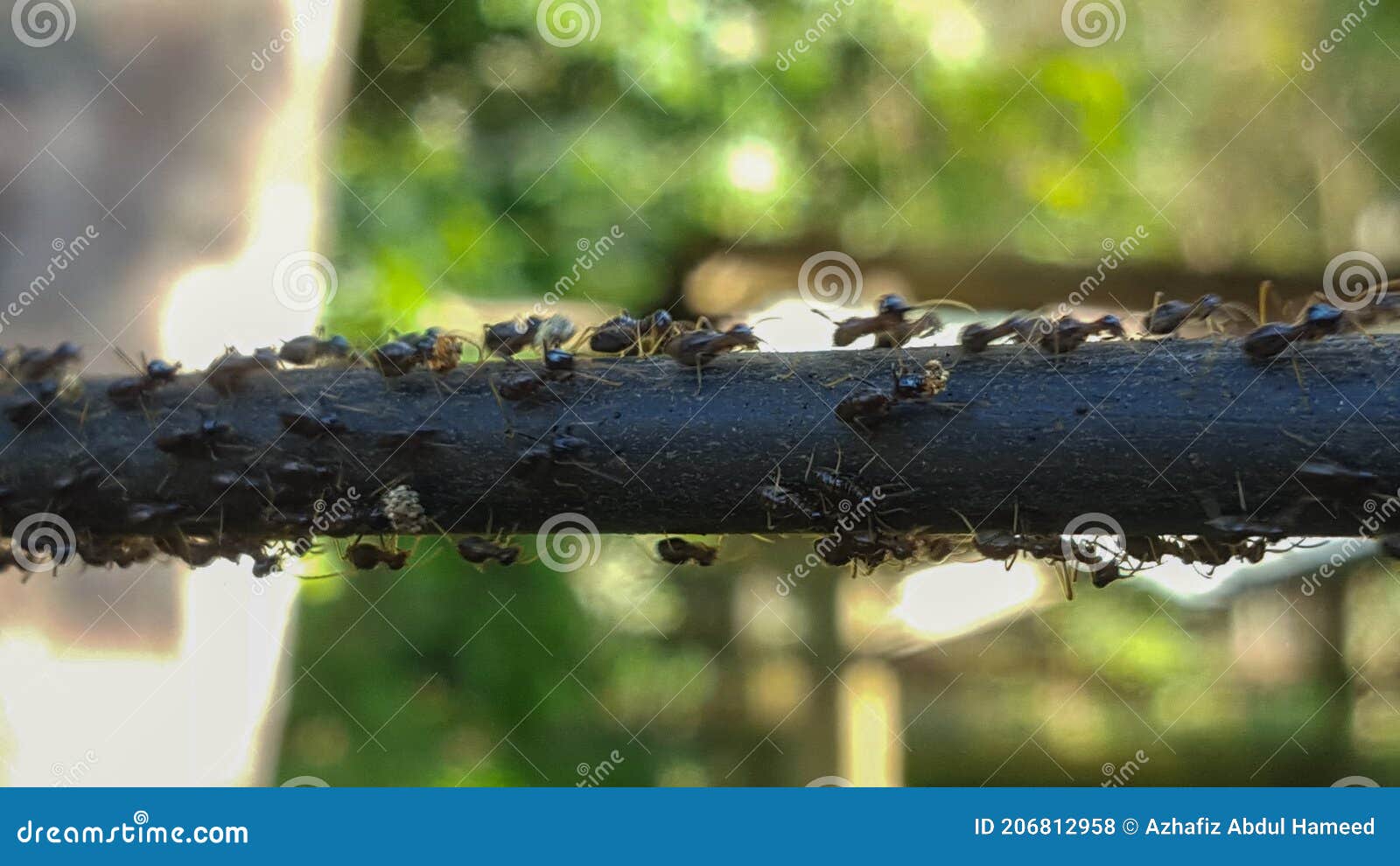 Hard Working of Ants Colony Stock Photo - Image of working, twig: 206812958