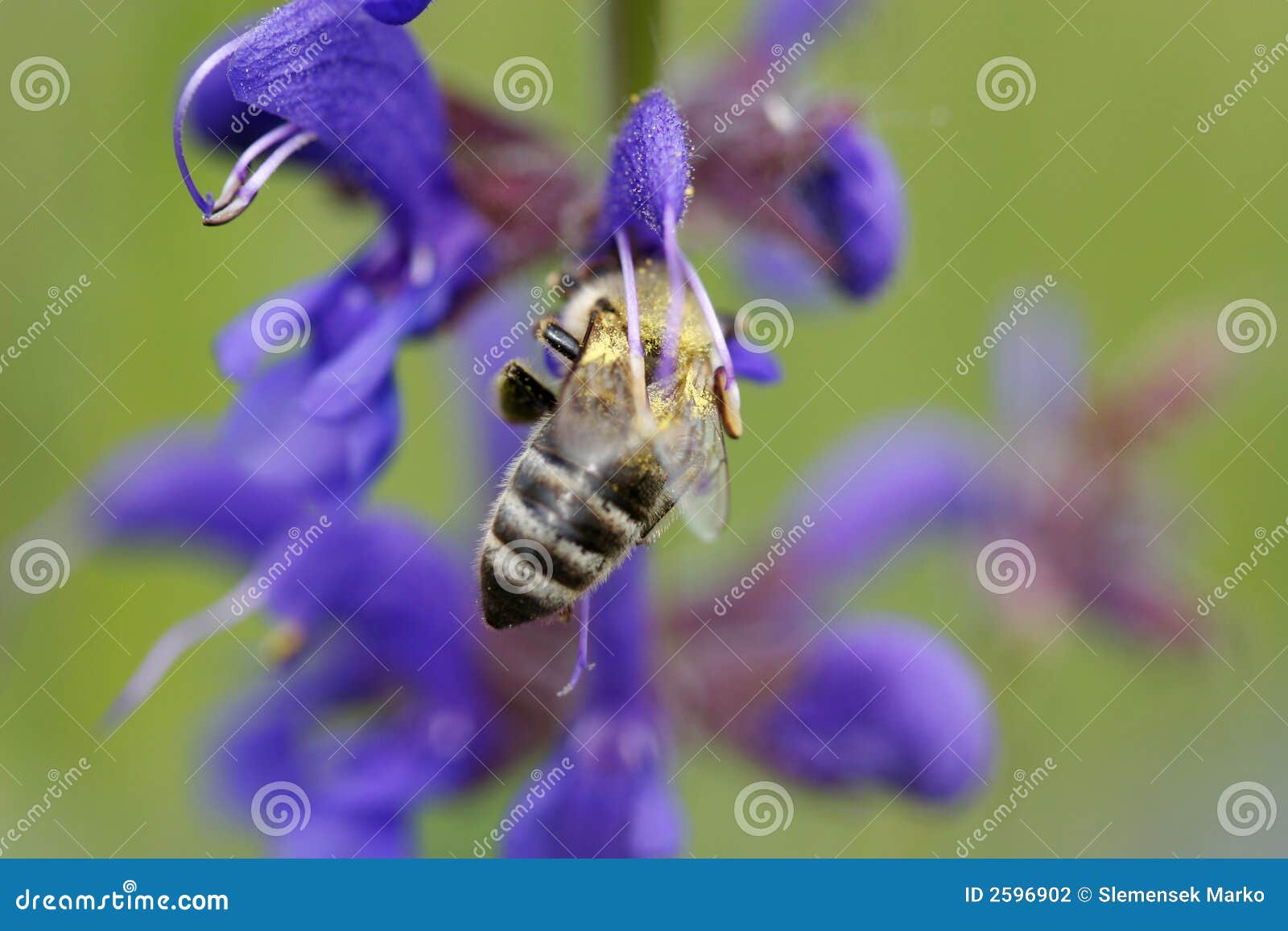 Hard-working bee stock photo. Image of honey, diligent - 2596902