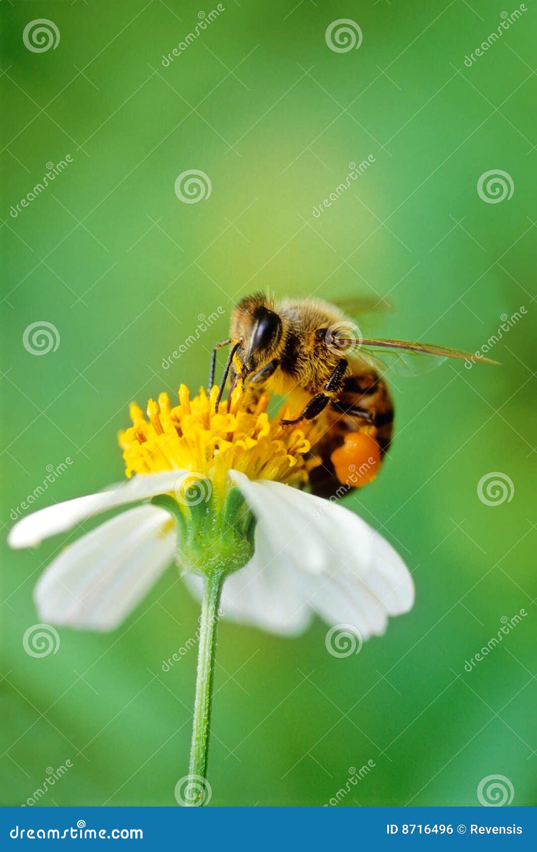 Hard working bee stock photo. Image of colors, harvesting - 8716496