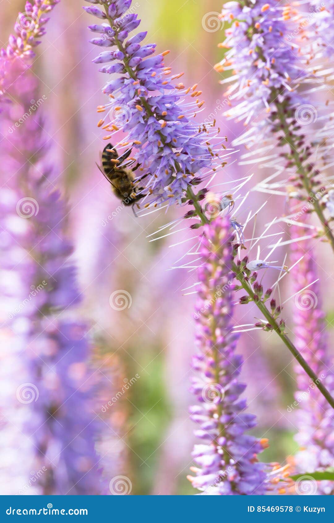 Hard Working Bee Pollinates Flower in Extreme Macro Stock Photo - Image ...