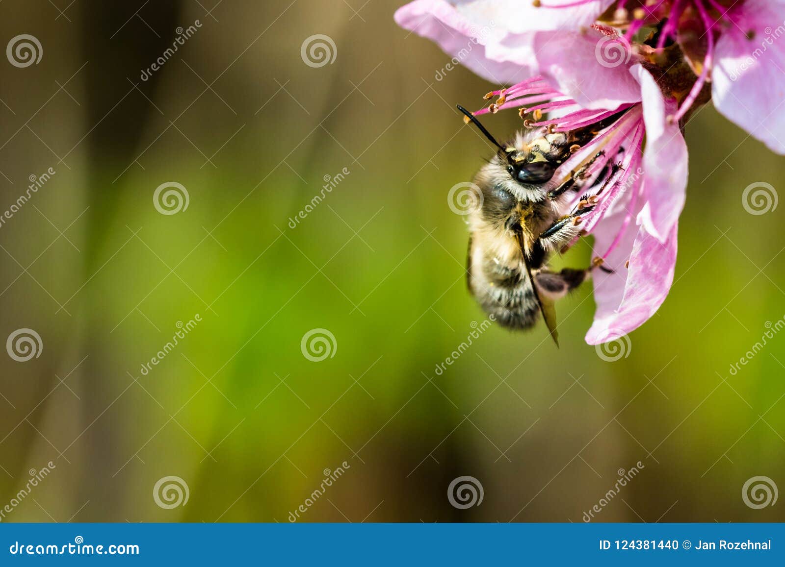 A Hard Working Bee Pollinating a Ping Flower in a Spring Stock Photo ...