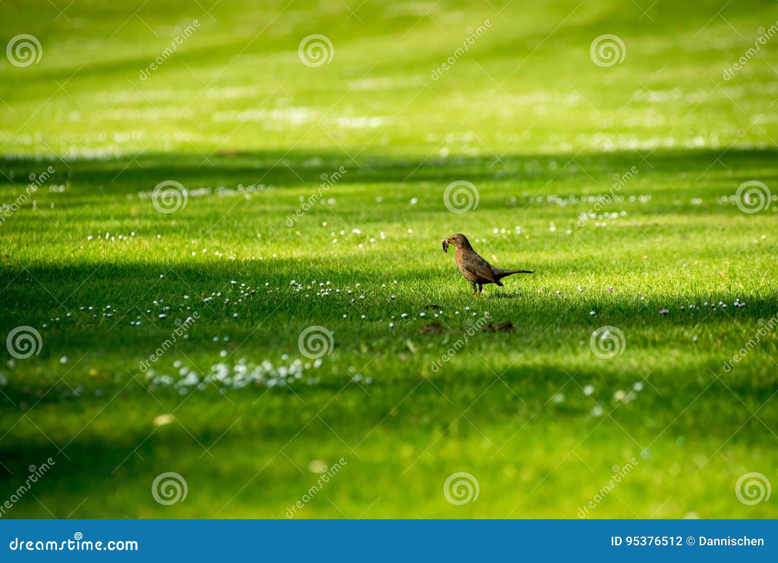 A Hard-working Bird on the Grass Stock Photo - Image of bird, mouth ...