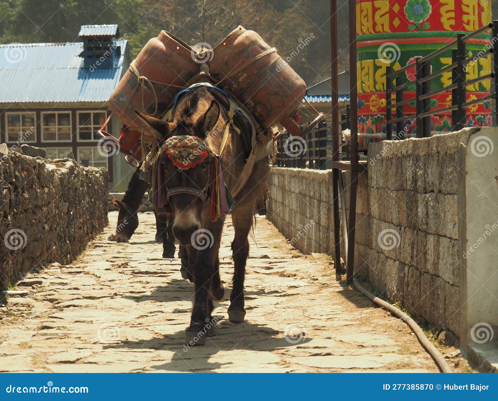 Hard working donkey stock photo. Image of clothing, temple - 277385870