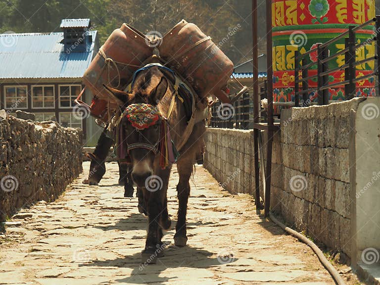 Hard working donkey stock photo. Image of clothing, temple - 277385870