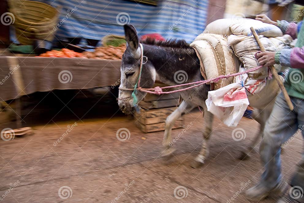 Hard-working donkey stock image. Image of motion, mammal - 5638763
