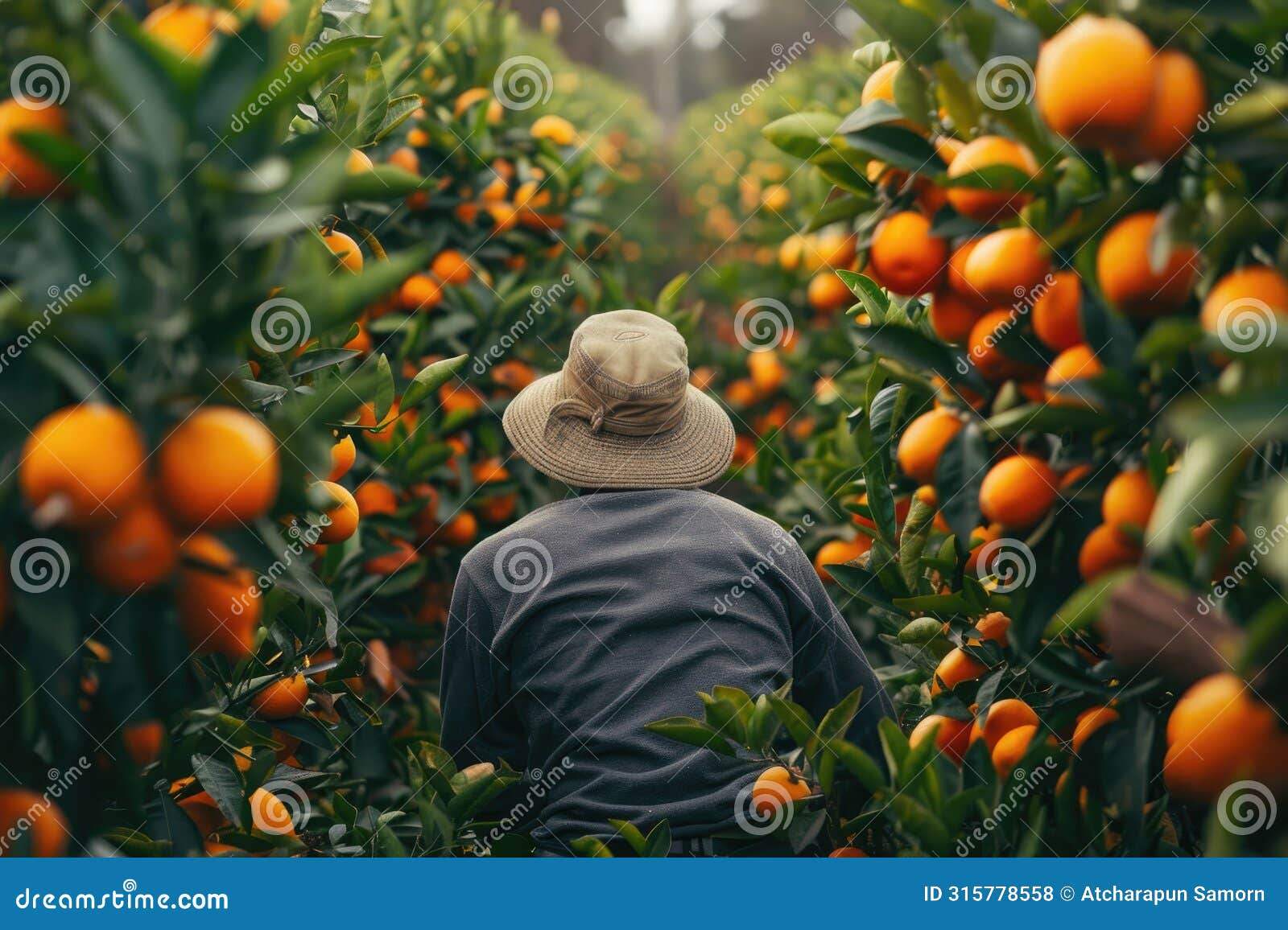 A Hard Working Employee in a Orange Tree Field, a Farm Worker ...