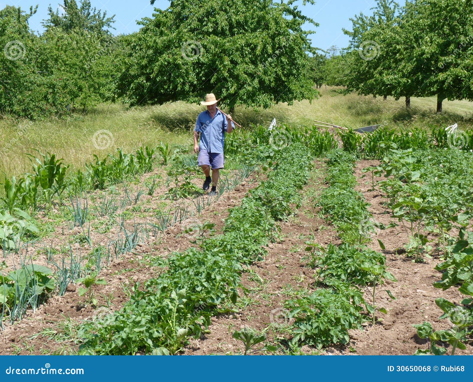 Hard-working farmer stock photo. Image of conventional - 30650068