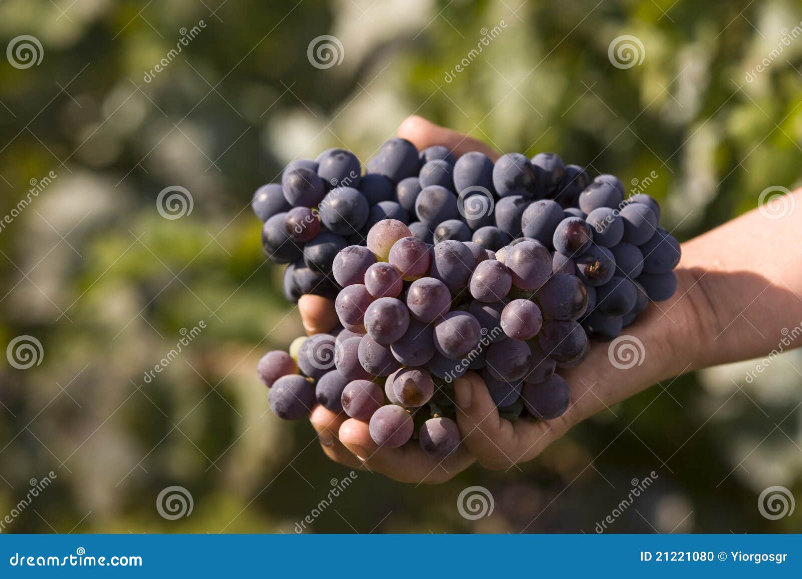 Hard Working Hand Holding Grapes Stock Photo - Image of growing, leaf ...