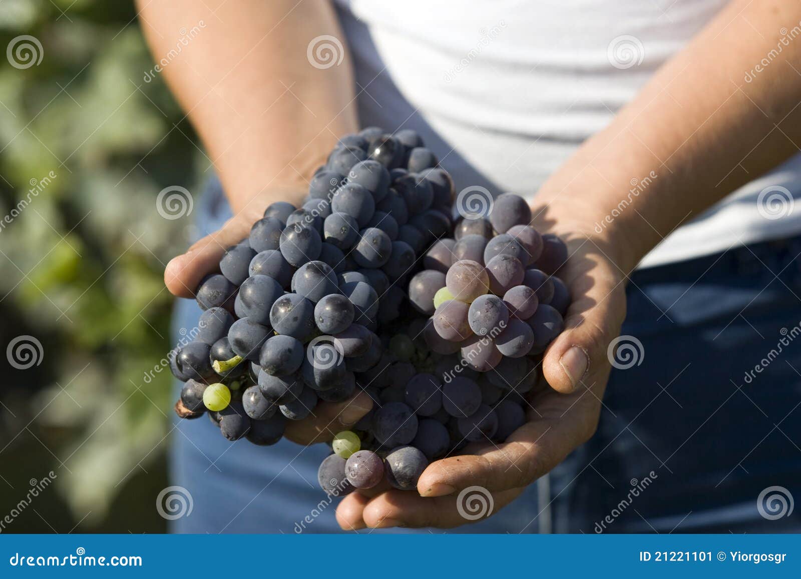 Hard Working Hands Holding Grapes Stock Image - Image of grape, hands ...