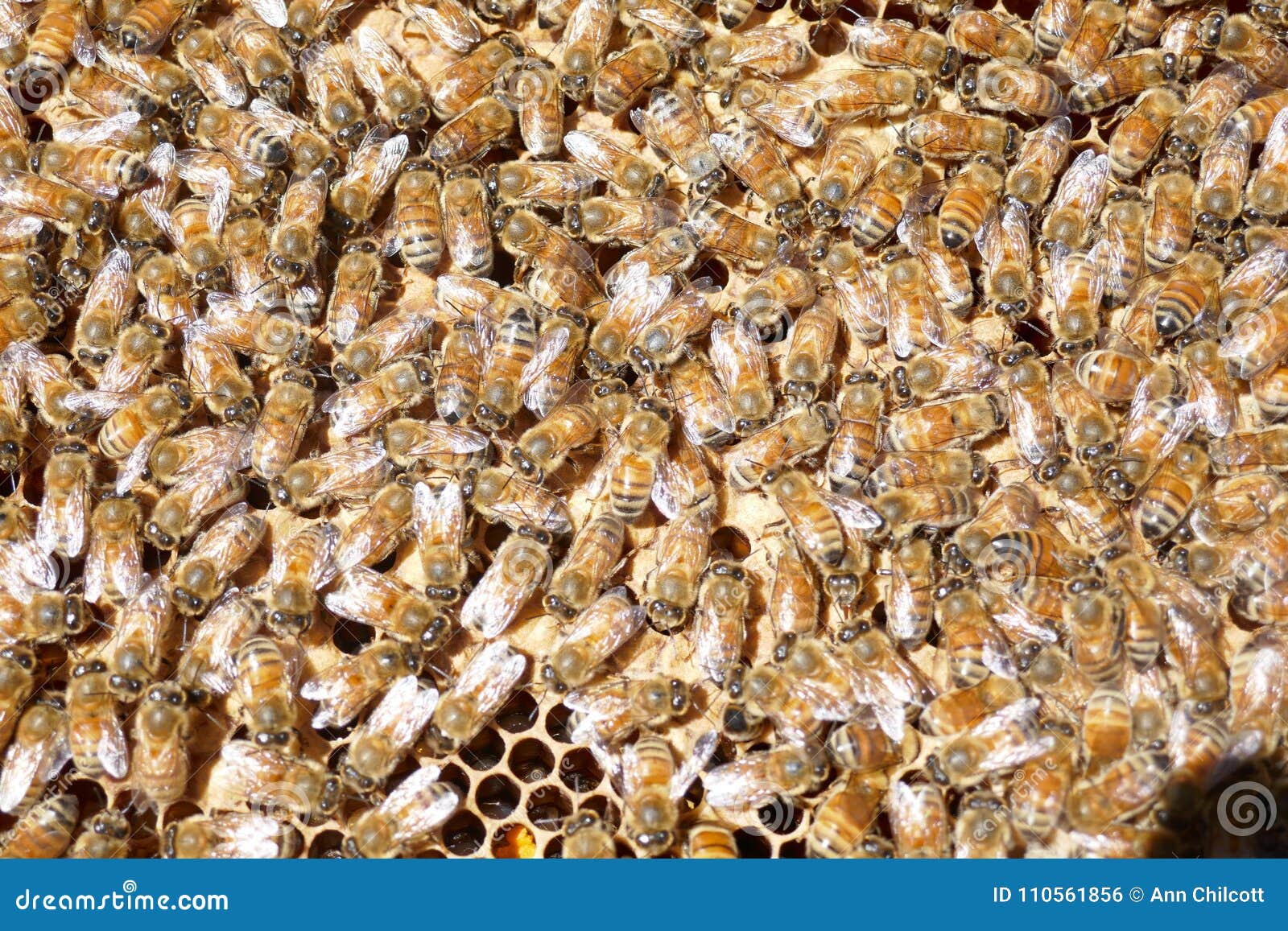 Pupae Larvae And Adult Insect Of Indian Mealmoth Plodia Interpunctella ...