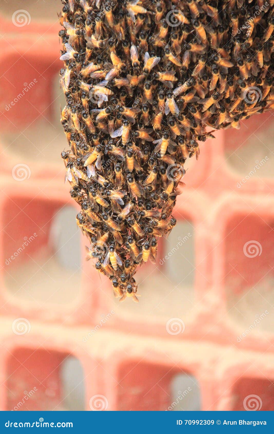Hard Working Honey Bees stock image. Image of collect - 70992309