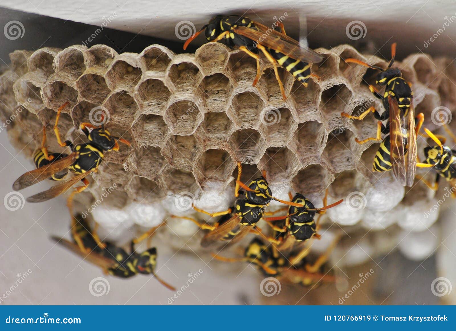 Hard working stock image. Image of agriculture, animal - 120766919
