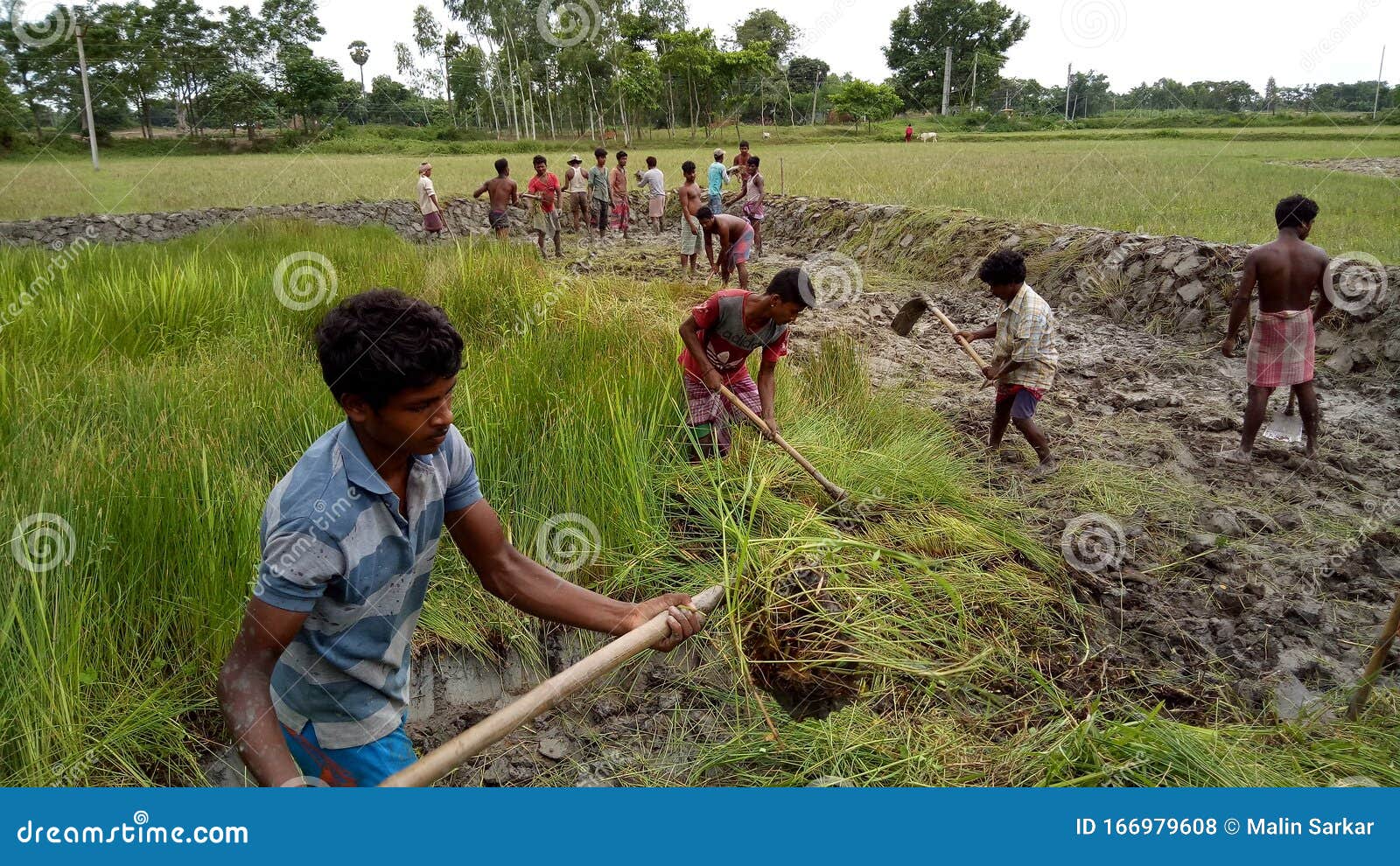 Hard Working Labour Dig a Pond Editorial Stock Photo - Image of hard ...