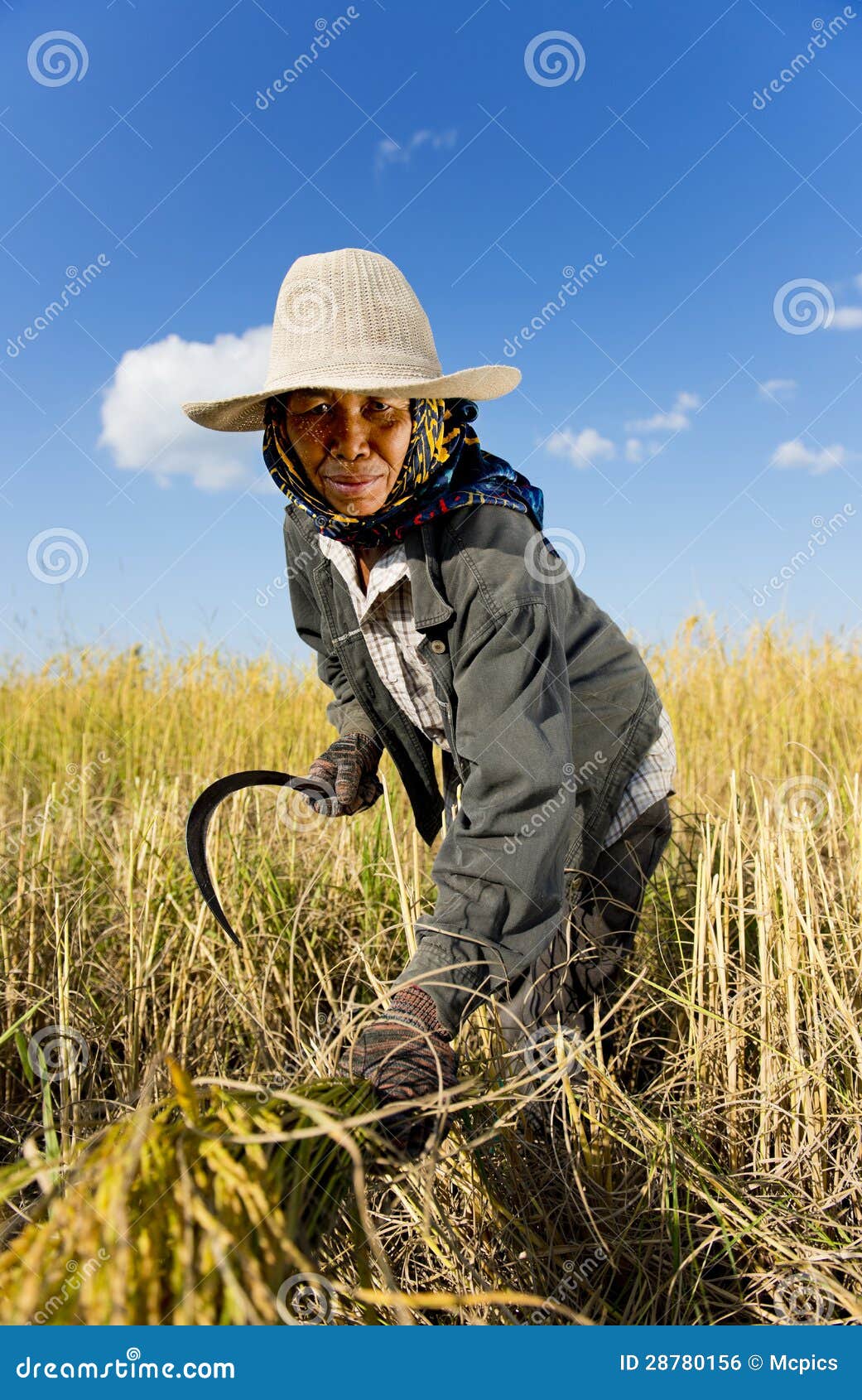 Hard working rice farmer stock photo. Image of culture - 28780156
