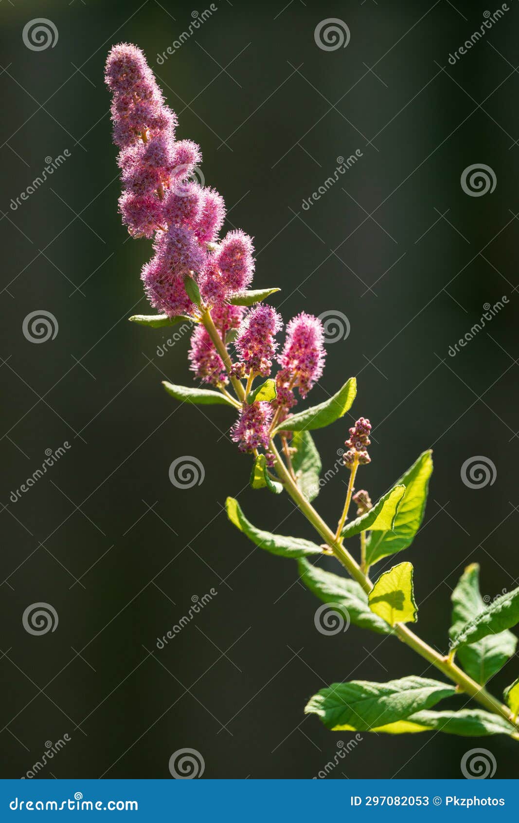 Hardhack stock image. Image of douglasii, willamette - 297082053