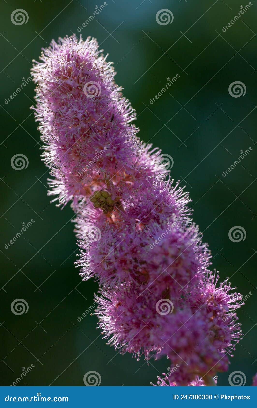 Hardhack stock photo. Image of closeup, douglasii, spiraea - 247380300