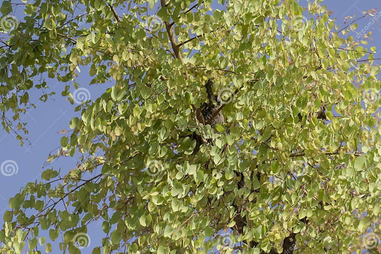 Hardwickia Binata树 库存图片. 图片 包括有 植物群, 饲料, 印第安语, 增长, 结构树 - 92245651