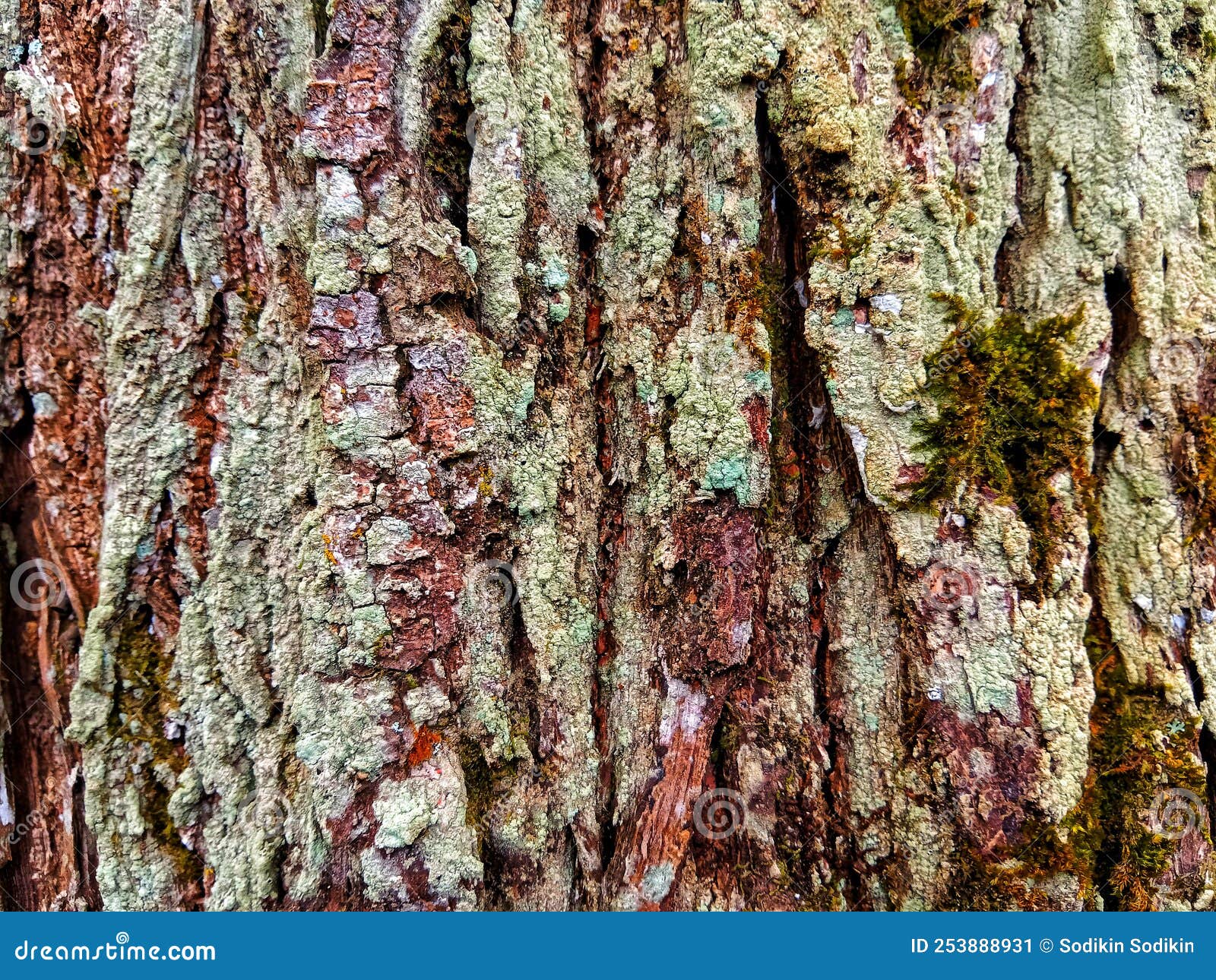 Hardwood bark texture stock image. Image of pattern - 253888931