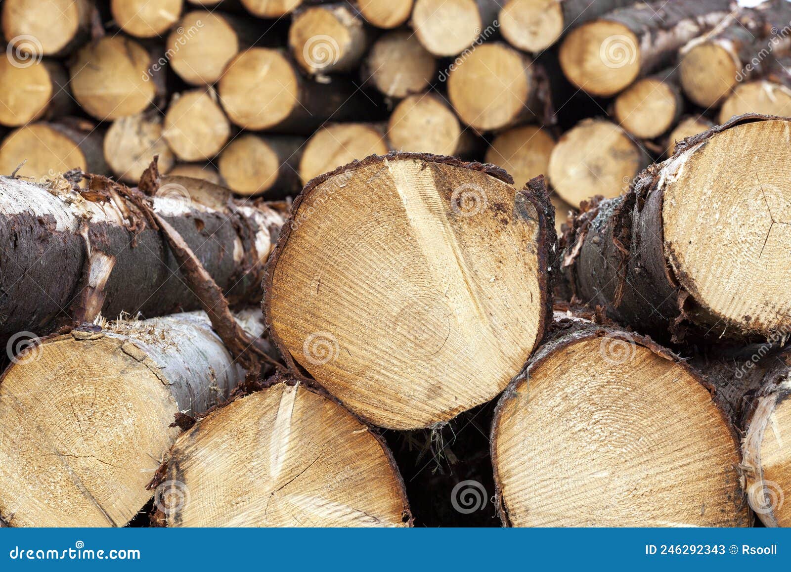 Hardwood Logging for Industrial Processing and Production Stock Image ...