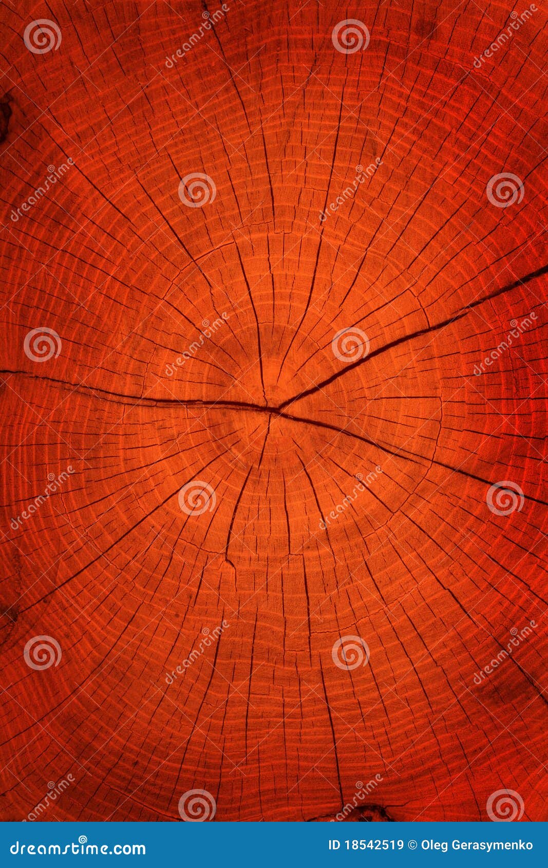 Hardwood Tree Cutting Trunk Backgrounds,natural Cut Stump Wooden ...