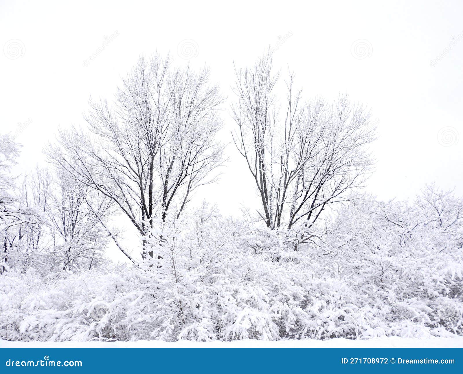 Snow Covered Hardwood Trees and Shrubs in Winter Stock Photo - Image of ...