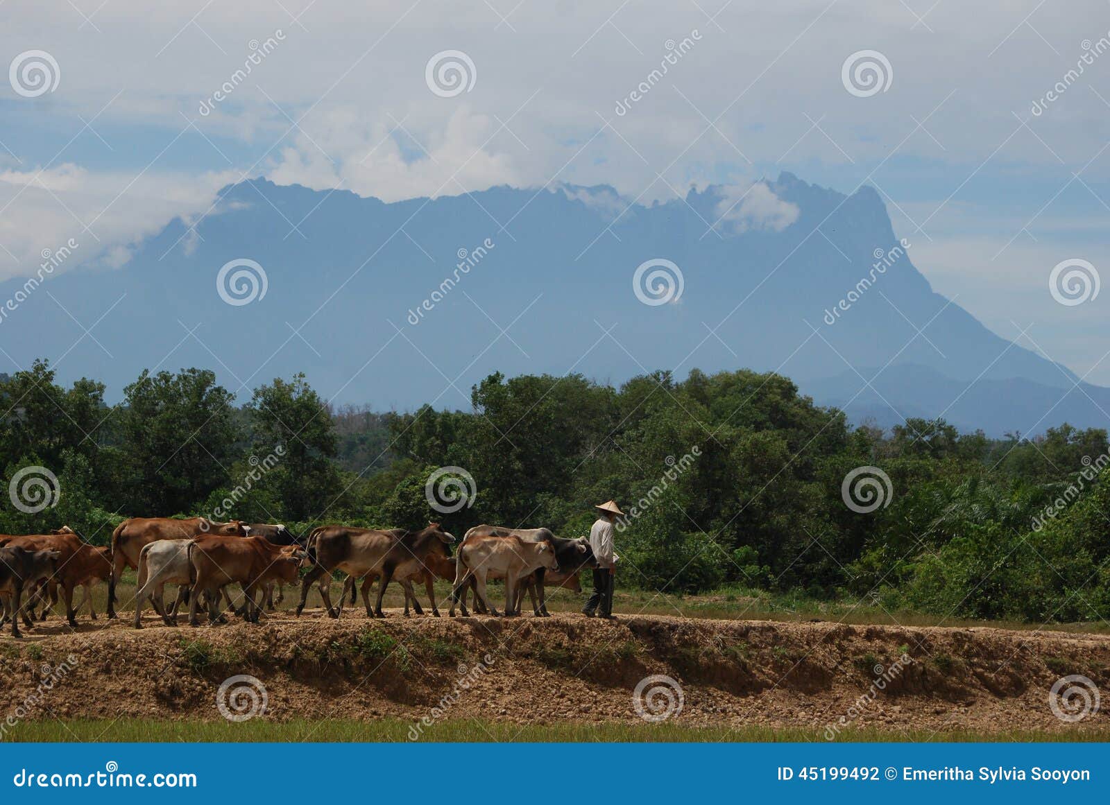 Hardwork stock photo. Image of bovine, country, dairy - 45199492