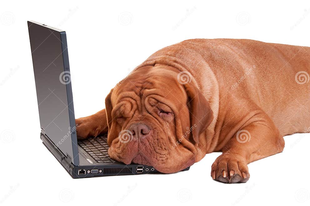 Hardworker Dog with Computer Stock Photo - Image of isolated, learning ...
