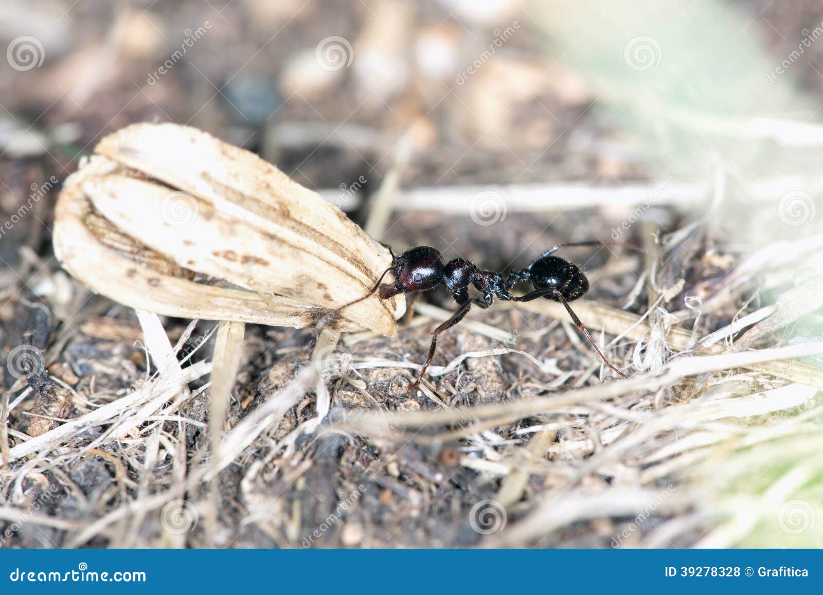 Hardworking ant stock photo. Image of load, dirt, effort - 39278328