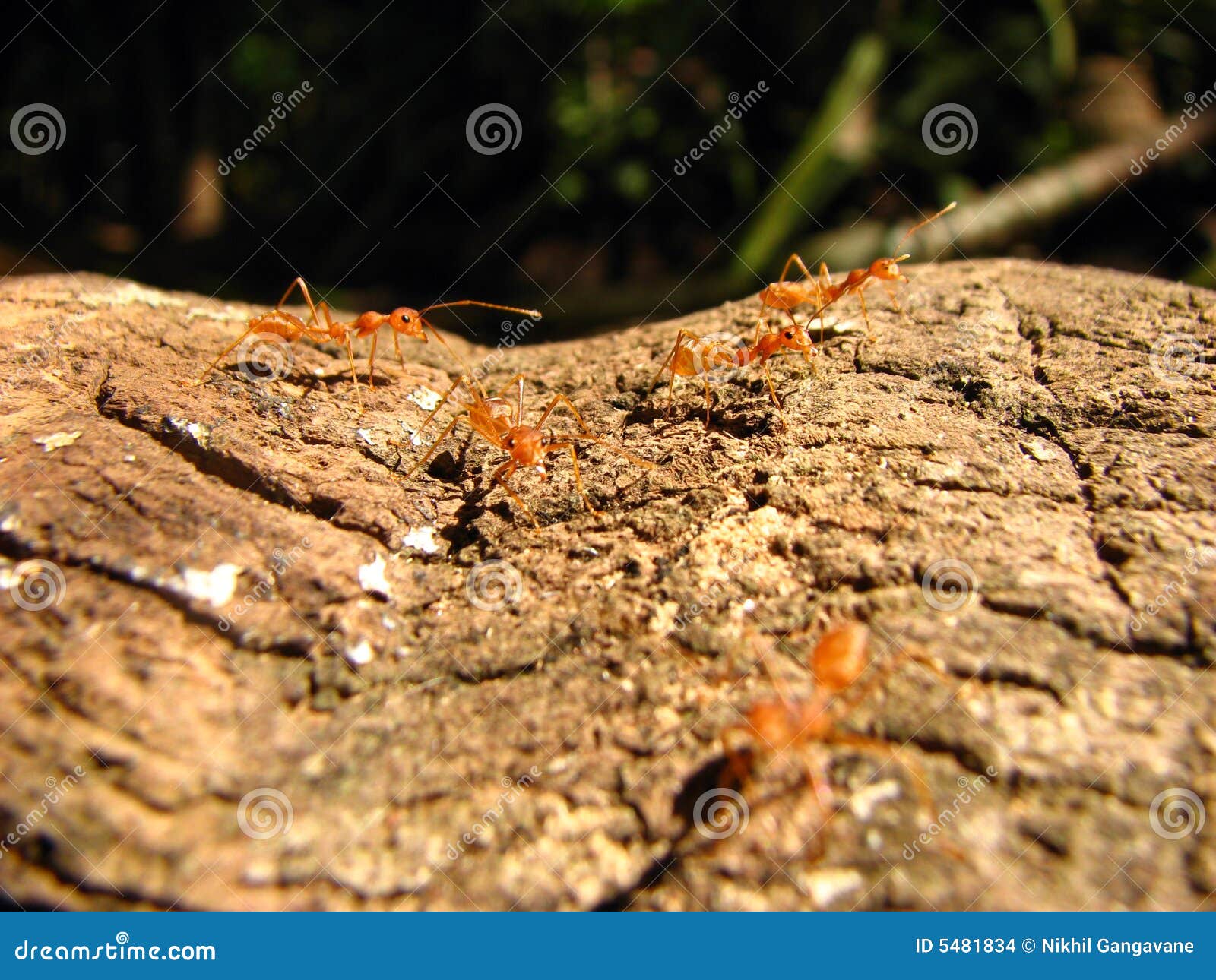Hardworking Ants stock photo. Image of ants, detailed - 5481834