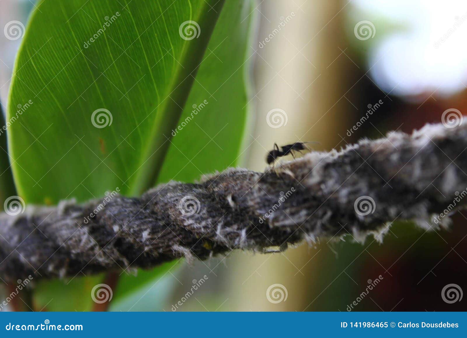 Hardworking Ants in the Jungle Stock Image - Image of mountains ...