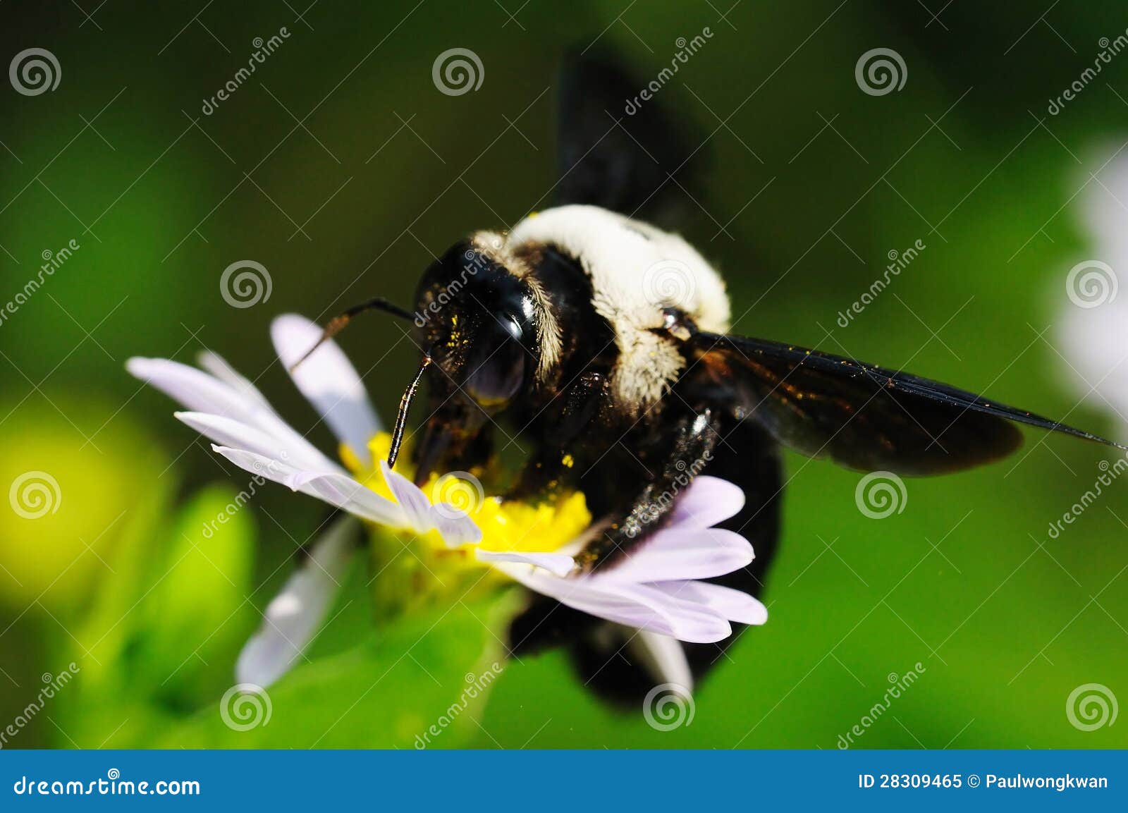 Hardworking Bee stock image. Image of hard, honey, hardworking - 28309465