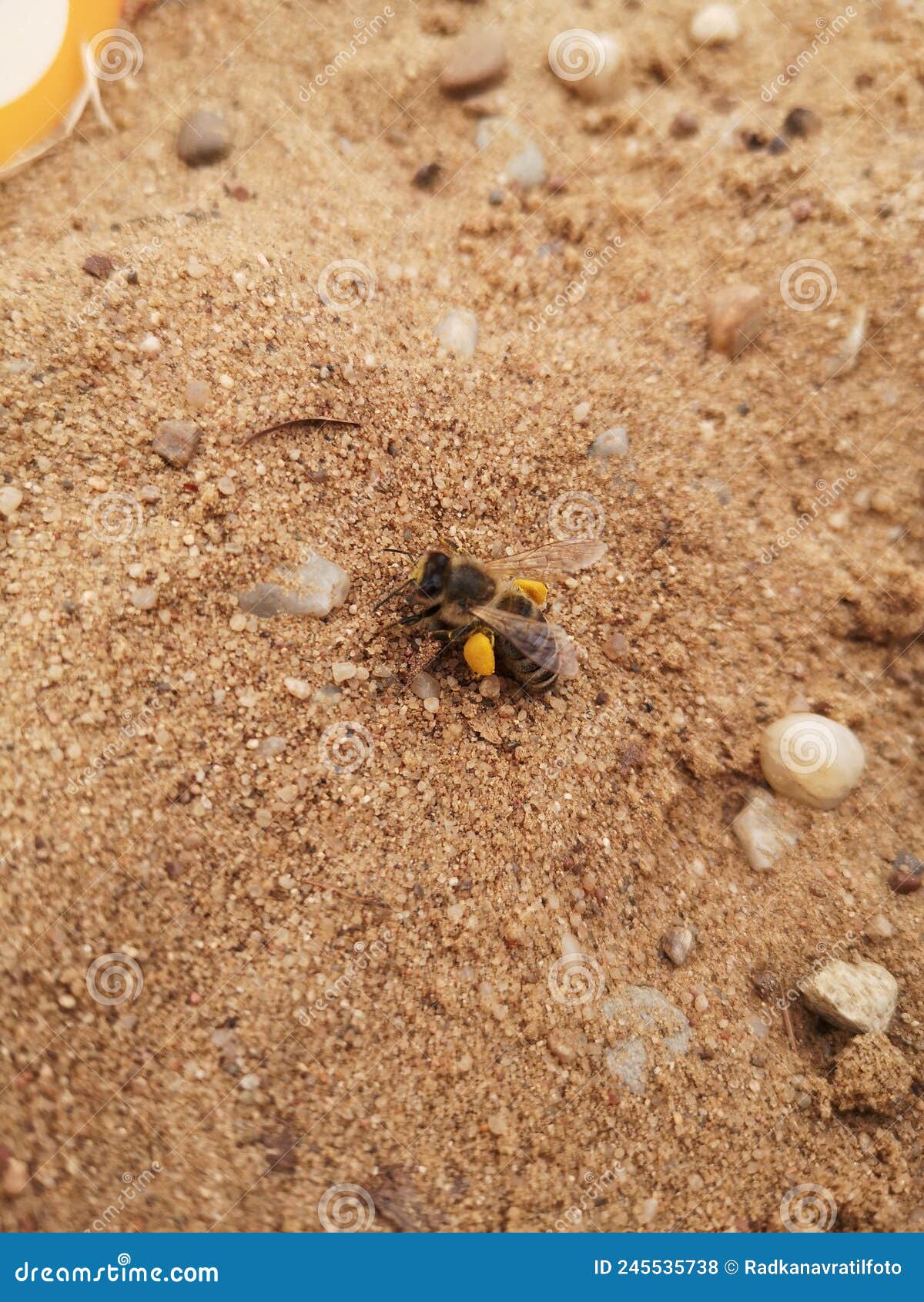 Hardworking Bee in the Sand with Legs from Pollen Stock Photo - Image ...