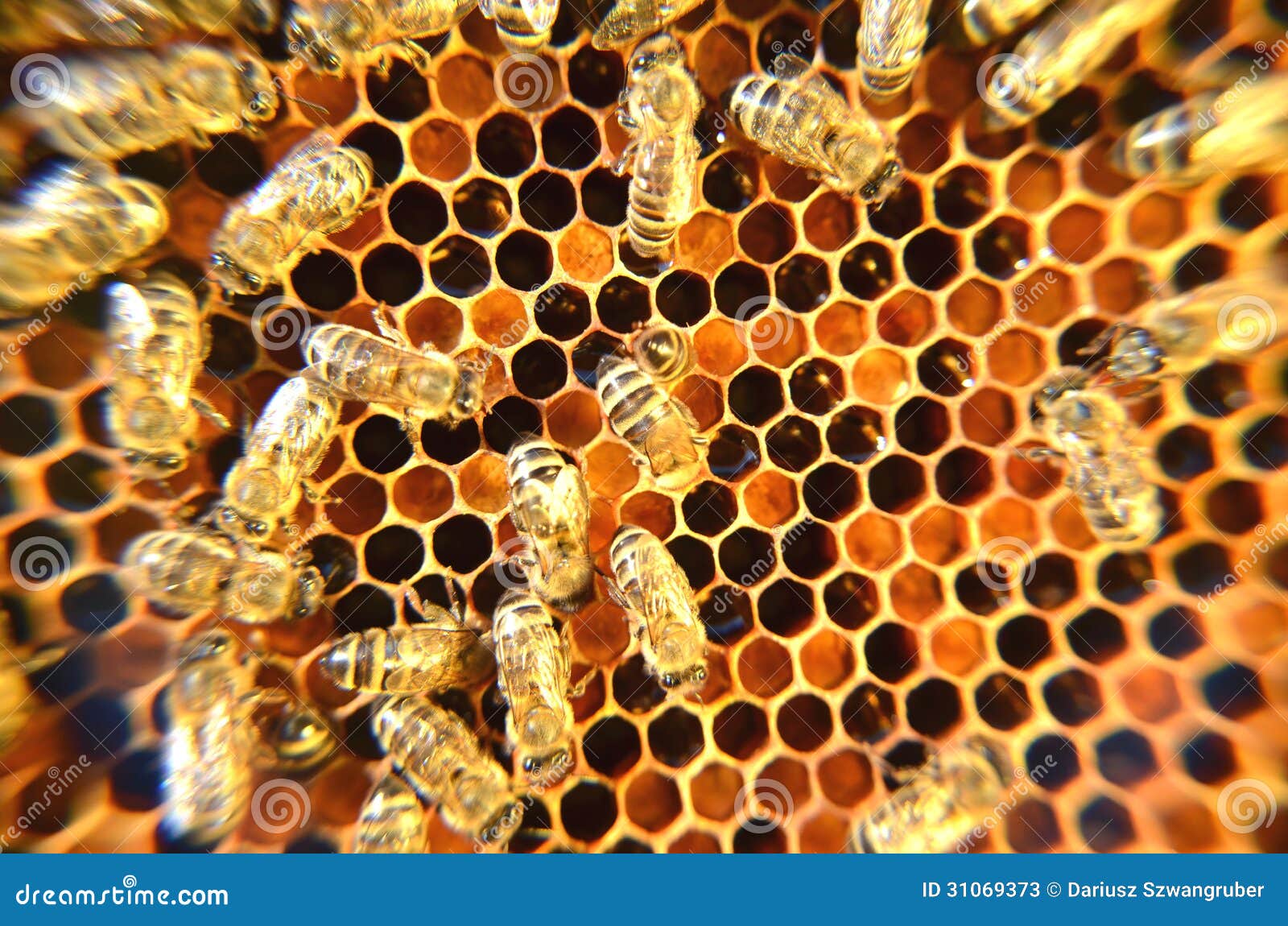 Hardworking Bees on Honeycomb Stock Image - Image of beeswax, insect: 31069373