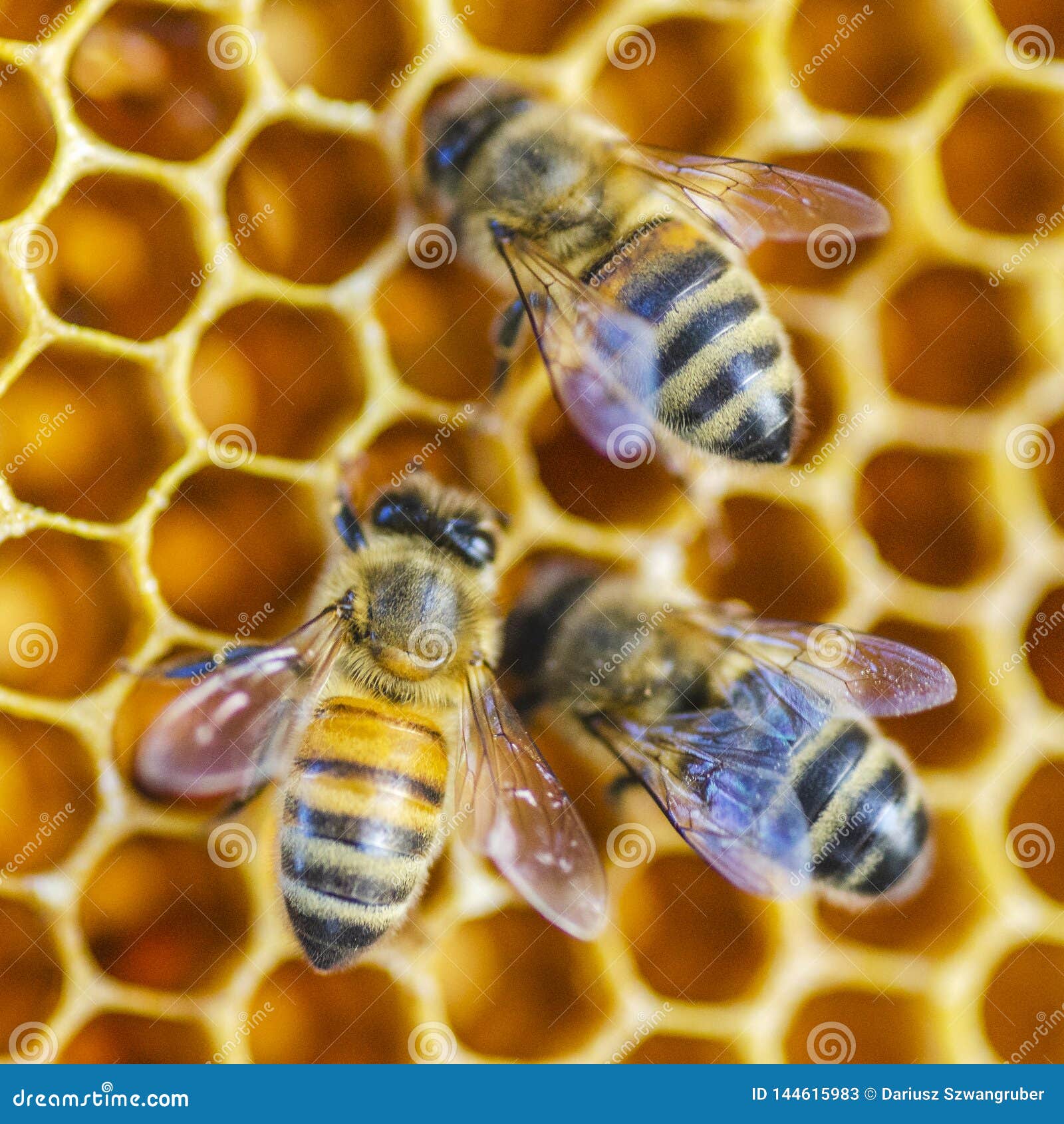 Hardworking Honey Bees on Honeycomb in Apiary Stock Image - Image of ...