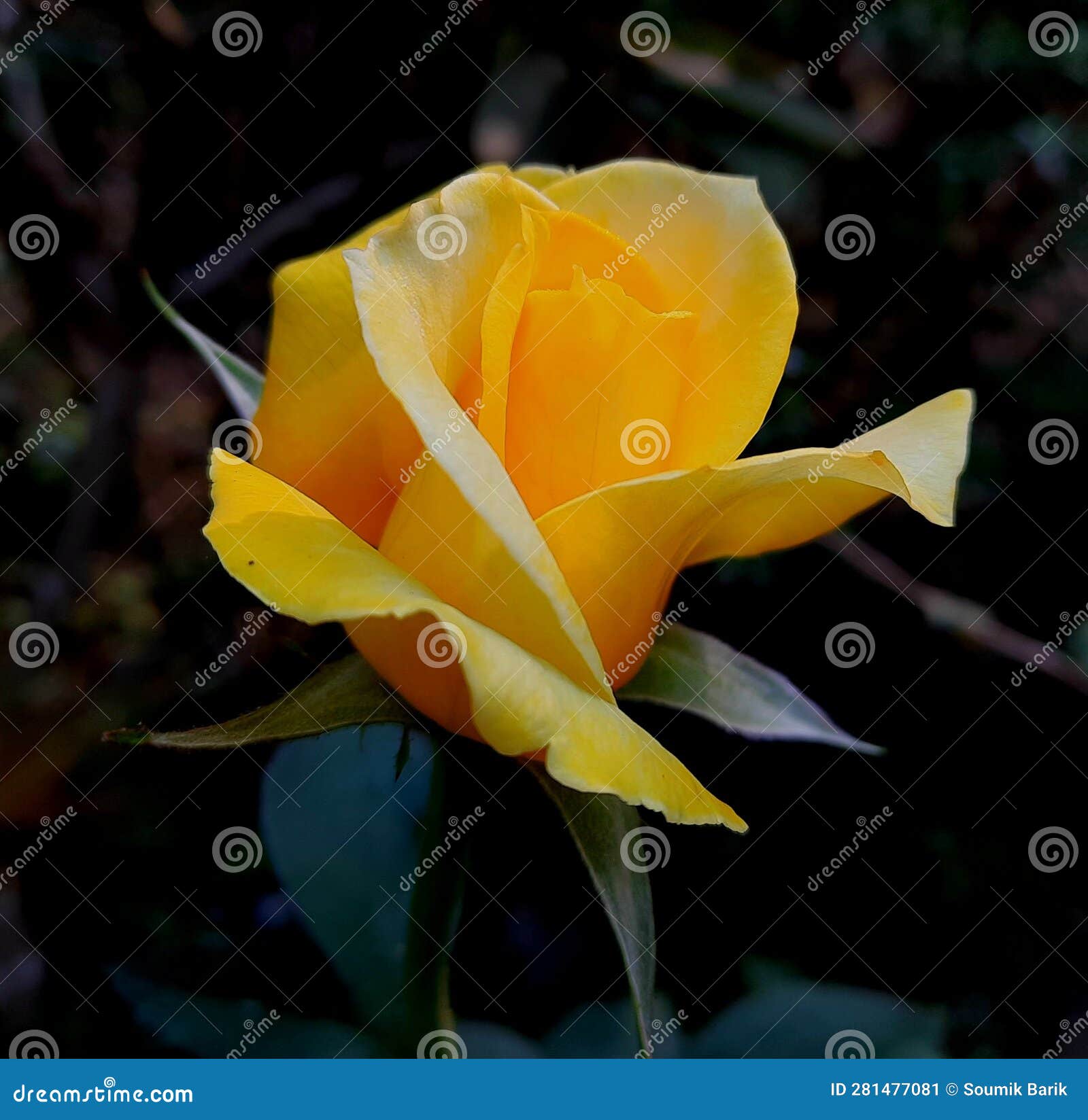 Rosa Landora flower stock image. Image of sold, flowers - 281477081