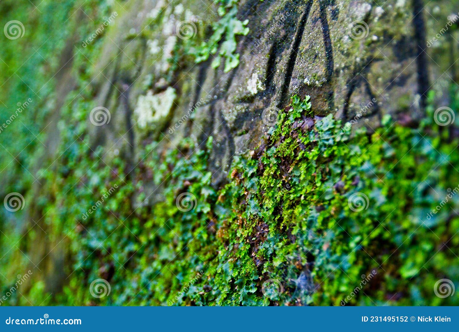 Hardy Green Moss Growing Up a Rocky Cliff Face Stock Photo - Image of ...