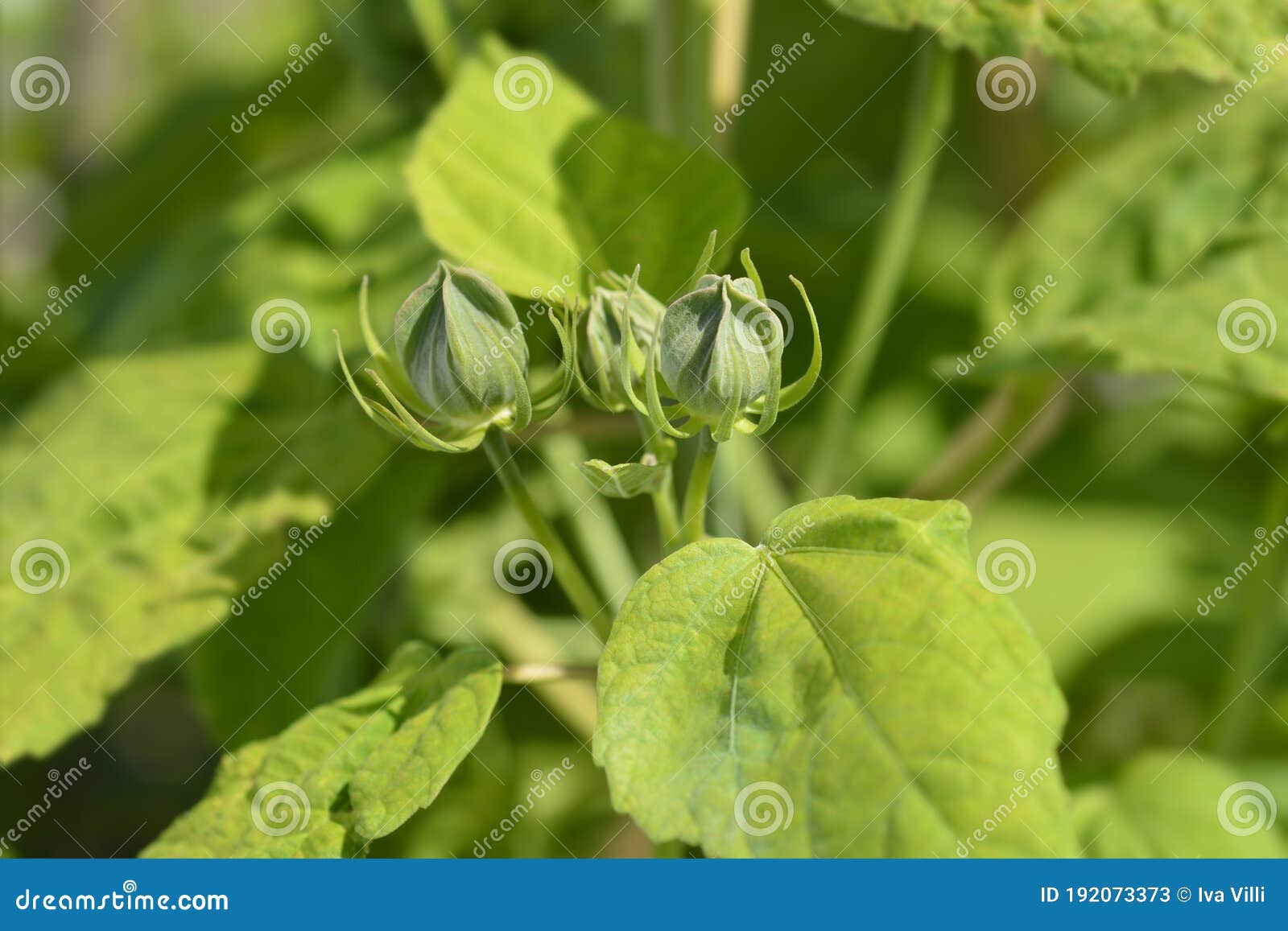 Hardy hibiscus stock image. Image of botany, nature - 192073373