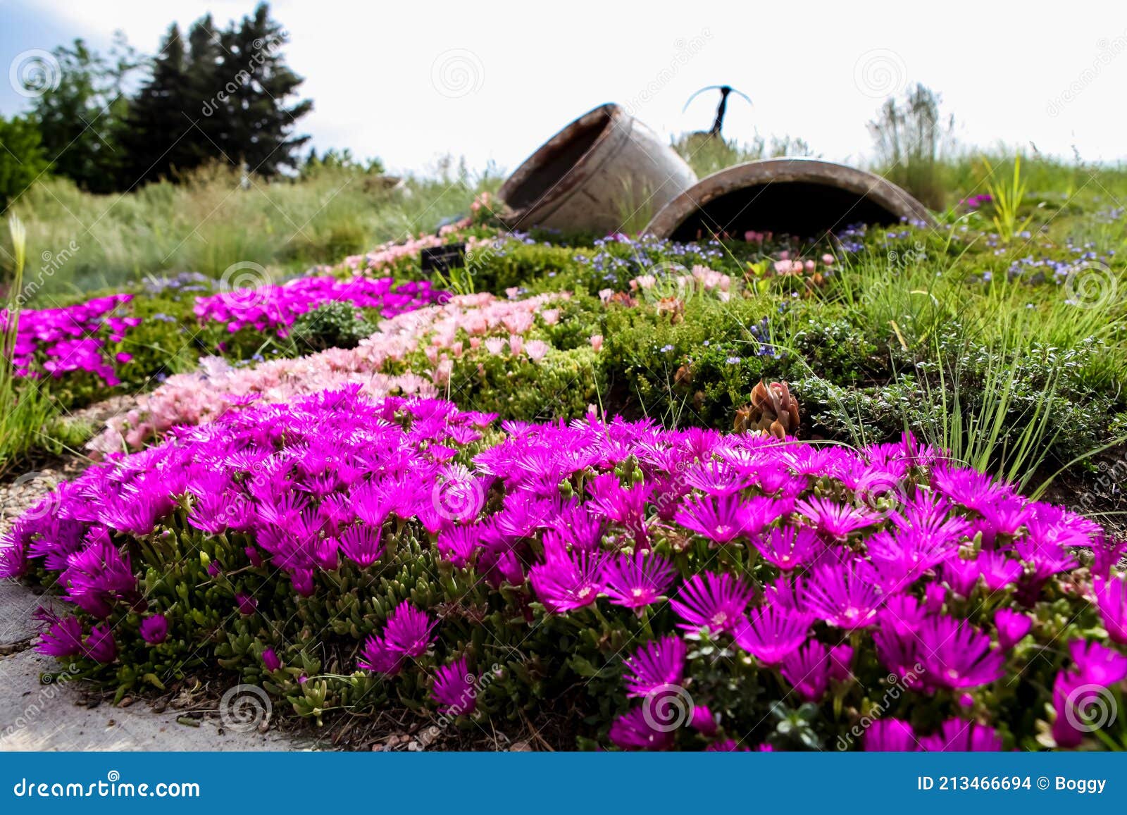 Hardy Ice Plant Delosperma Cooperi Stock Photo - Image of outdoors ...